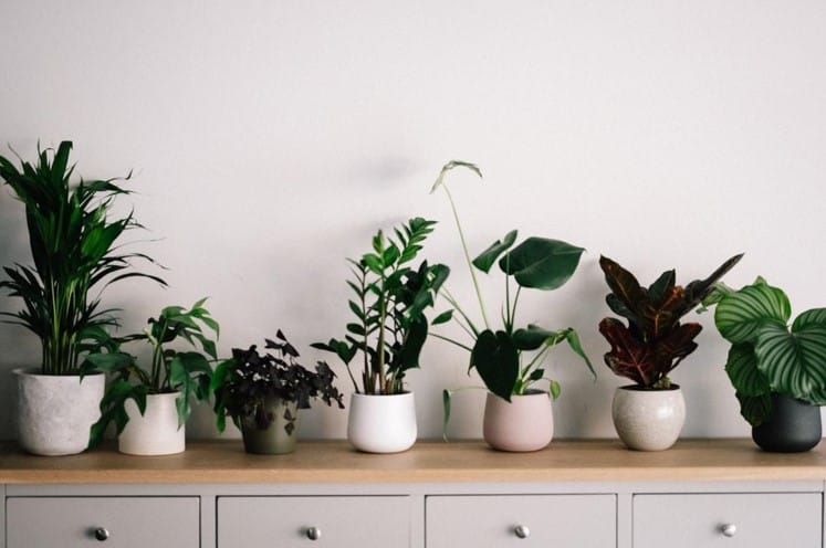The Perfect Houseplants for People With Busy Schedules - Professional ...