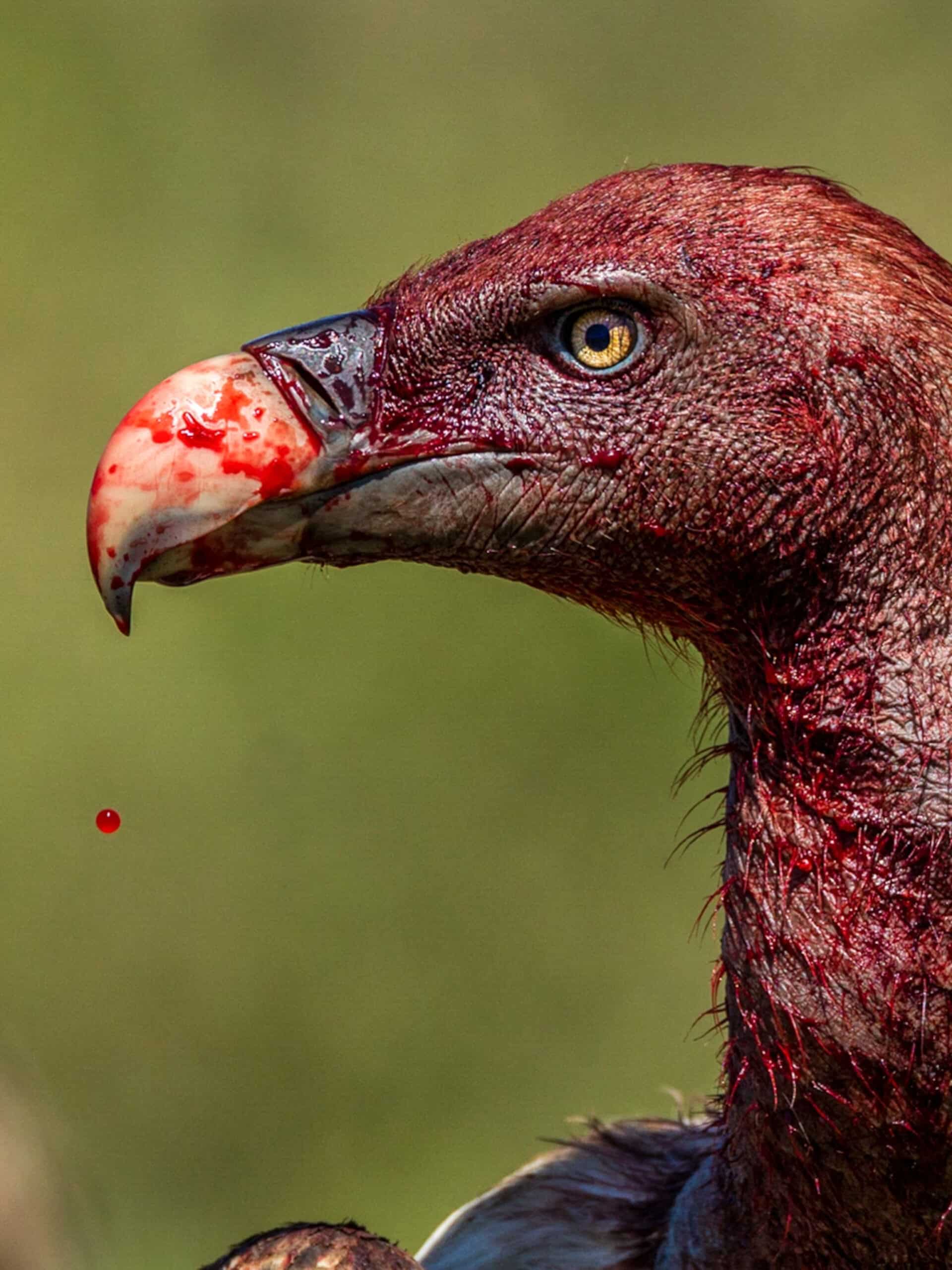 Top 10 Scary Animals That Are Actually Harmless - Professional Business ...