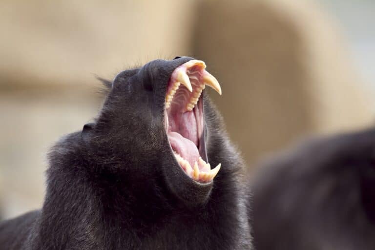 The Powerful Bite: 10 Animals with the Strongest Jaws - Professional ...