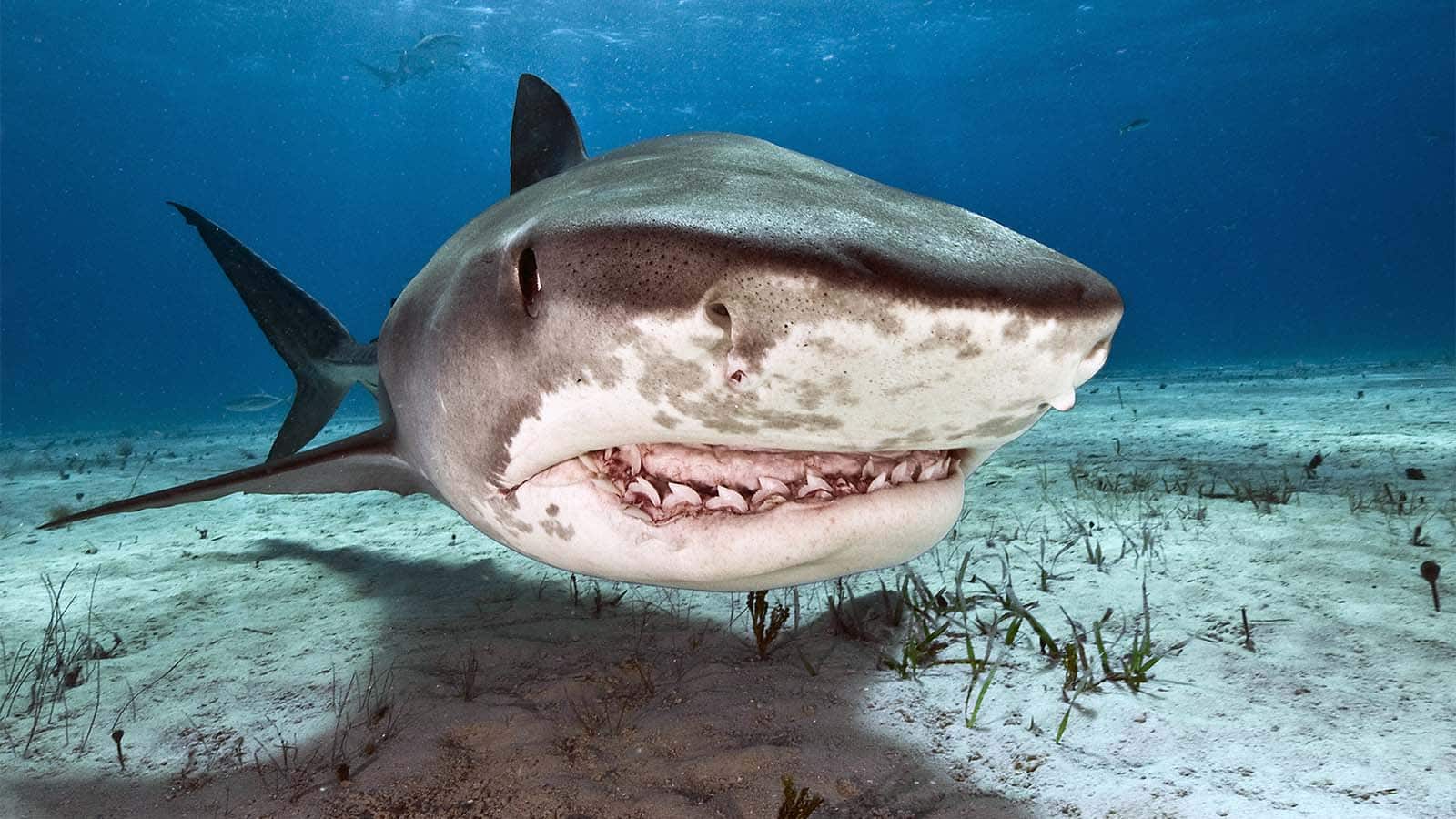 The Powerful Bite: 10 Animals with the Strongest Jaws - Professional ...