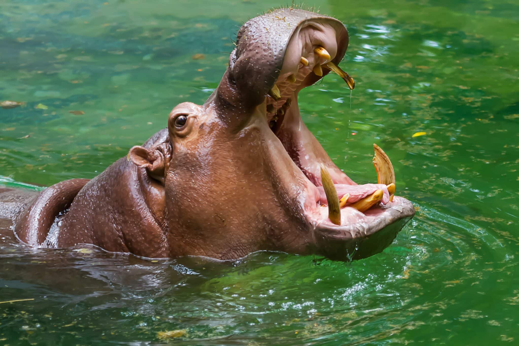 The Powerful Bite: 10 Animals with the Strongest Jaws - Professional ...