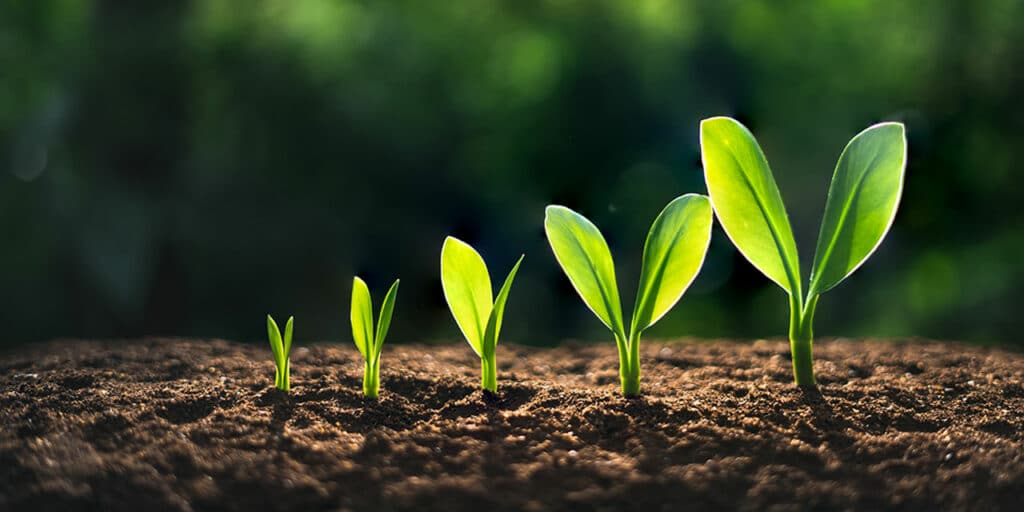 A Complete Guide to The Giant Oak Tree in Stardew Valley - Professional ...