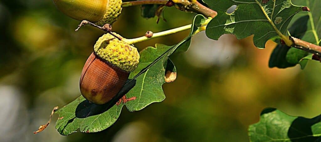 A Complete Guide to The Giant Oak Tree in Stardew Valley - Professional ...